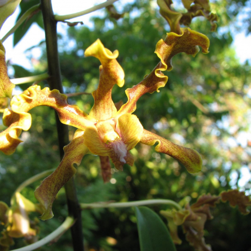 Golden Orchid (Dendrobium Discolor) Plant Care & How to Grow, Water