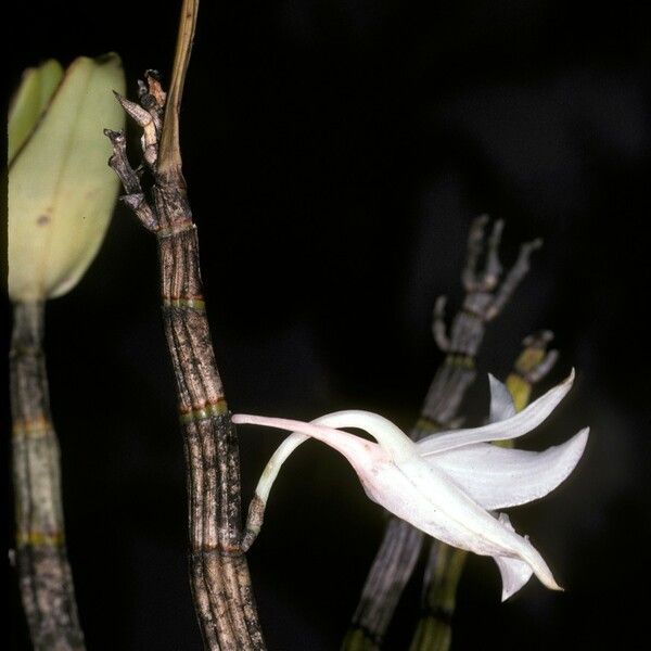 Dendrobium Draconis Care Guide: Water, Soil & Propagation - Plantiary