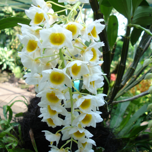 Farmer's Dendrobium (Dendrobium Farmeri) Plant Care & How to Grow, Water