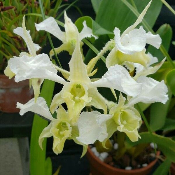 Dendrobium Forbesii Plant Care & How to Grow, Water