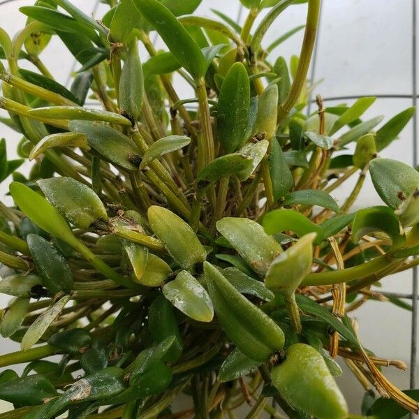 Dendrobium Hymenanthum Care Guide: Water, Soil & Propagation - Plantiary