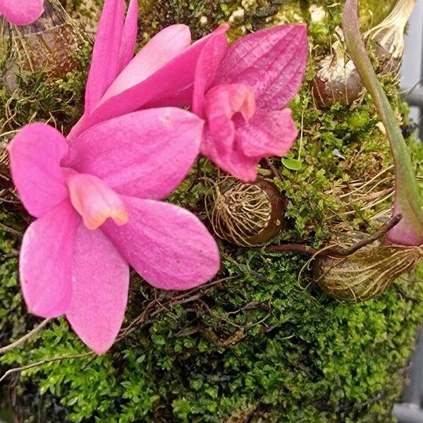 Dendrobium Laevifolium Care Guide: Water, Soil & Propagation - Plantiary
