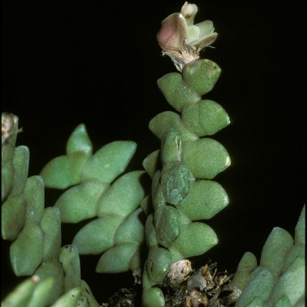 Dendrobium Leonis Plant Care & How to Grow, Water
