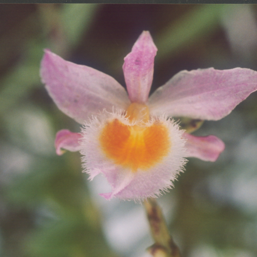 Anemone Dendrobe (Dendrobium Loddigesii) Care Guide: Water, Soil ...