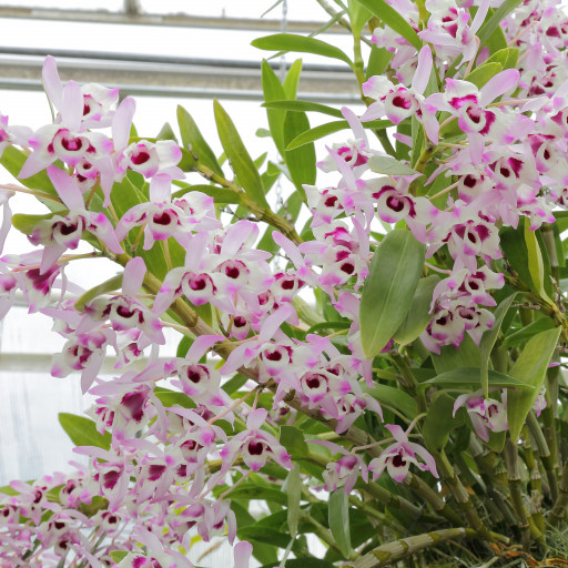 Noble Dendrobium (Dendrobium Nobile) Plant Care & How to Grow, Water