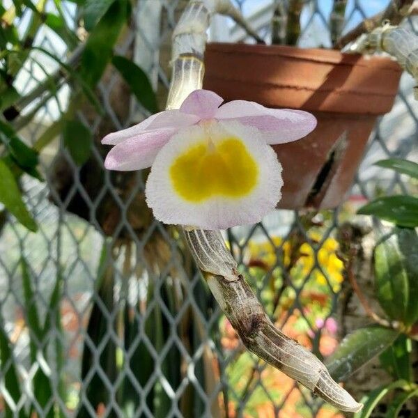 Dendrobium Polyanthum Care Guide: Water, Soil & Propagation - Plantiary