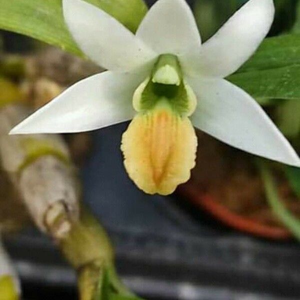 Dendrobium Scabrilingue Care Guide: Water, Soil & Propagation - Plantiary