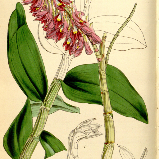 Toothbrush Orchid (Dendrobium Secundum) Plant Care & How to Grow, Water