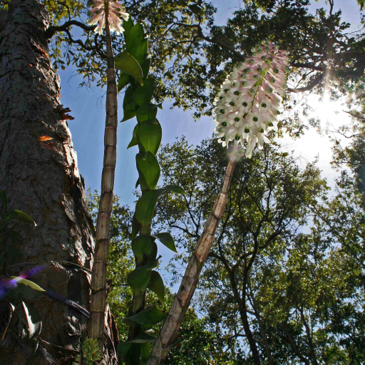 Bottle-Brush Orchid (Dendrobium Smillieae) Care Guide: Water, Soil ...