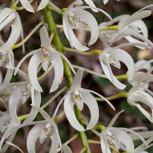 Dendrobium Spp. Plant Care & How to Grow, Water