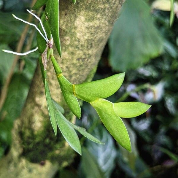 Dendrobium Terminale Care Guide: Water, Soil & Propagation - Plantiary