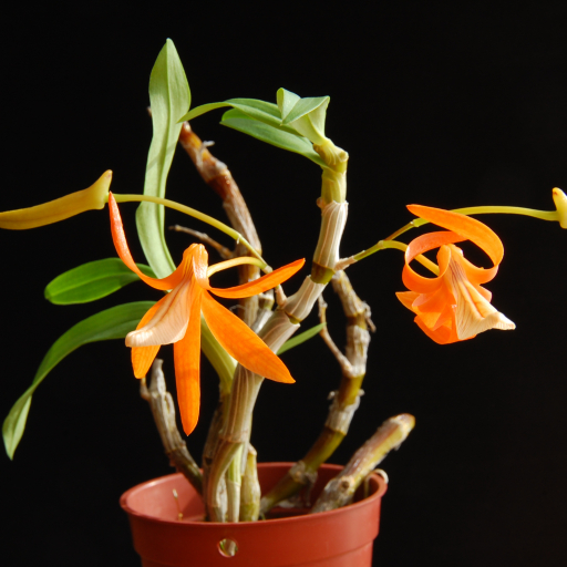 Dendrobium Unicum Plant Care & How to Grow, Water