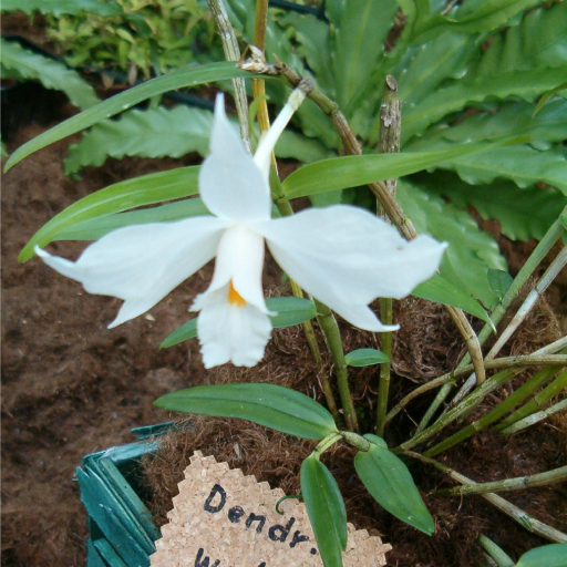 Dendrobium Wattii Care Guide: Water, Soil & Propagation - Plantiary