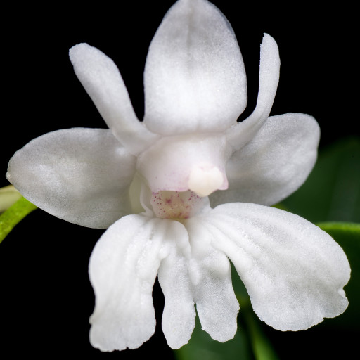 Dendrobium - Mixed Varieties (Dendrobium) Plant Care & How to Grow, Water