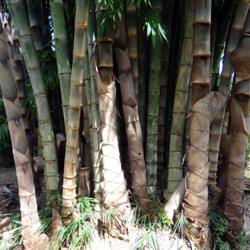 Giant Bamboo (Dendrocalamus Giganteus) Plant Care & How to Grow, Water