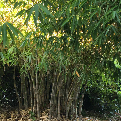 Tama Bamboo (Dendrocalamus Hamiltonii) Care Guide: Water, Soil ...