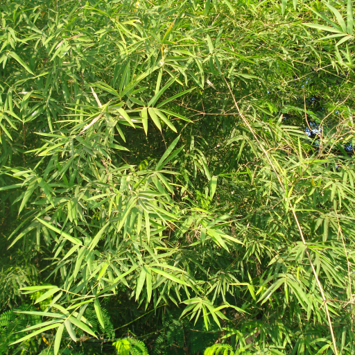 Male Bamboo (Dendrocalamus Strictus) Plant Care & How to Grow, Water