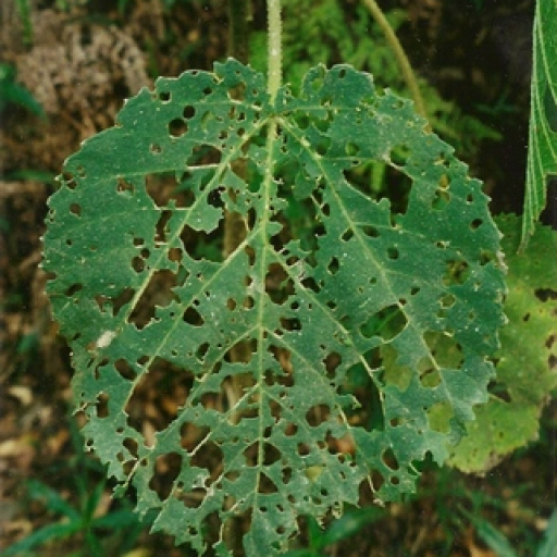 Giant Stinging Tree (Dendrocnide Excelsa) Plant Care & How to Grow, Water
