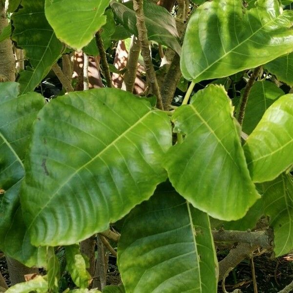 Lipa Tree (Dendrocnide Meyeniana) Plant Care & How to Grow, Water