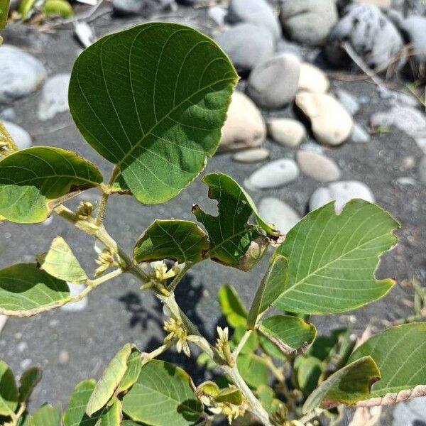 Horse Bush (Dendrolobium Umbellatum) Care Guide: Water, Soil ...