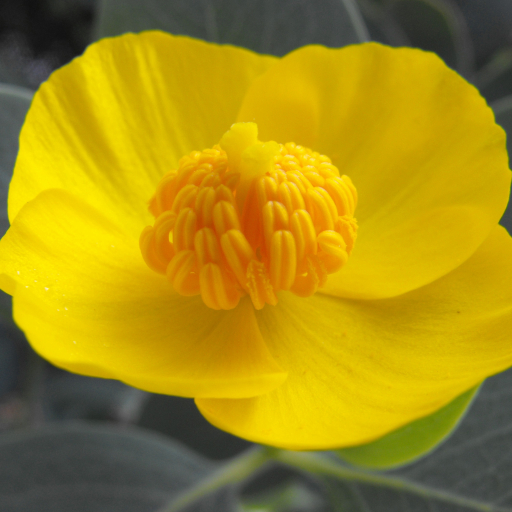 Harford's Tree Poppy (Dendromecon Harfordii) Plant Care & How to Grow ...