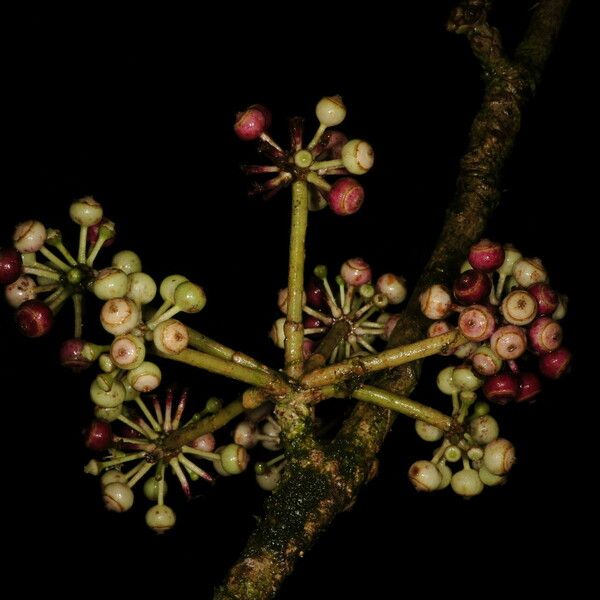 Dendropanax Globosus Care Guide: Water, Soil & Propagation - Plantiary