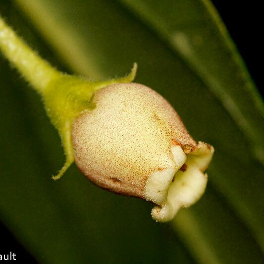 Depanthus Pubescens Plant Care & How to Grow, Water