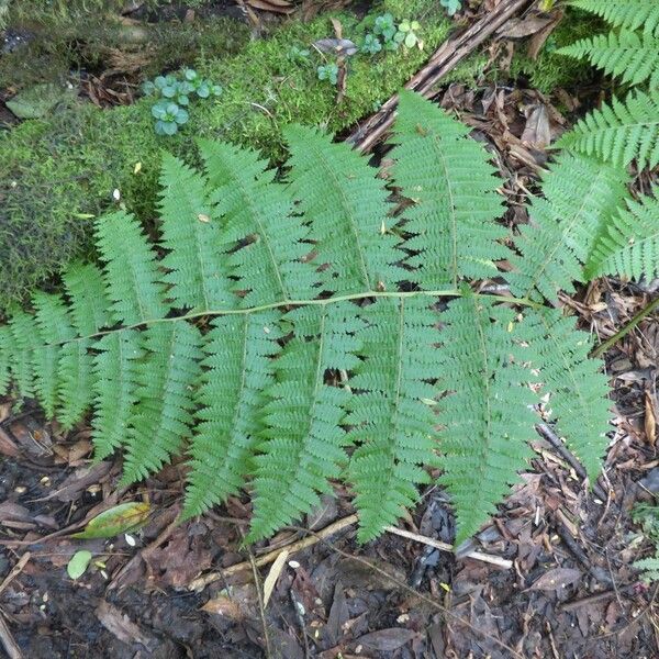 Deparia Boryana Care Guide: Water, Soil & Propagation - Plantiary