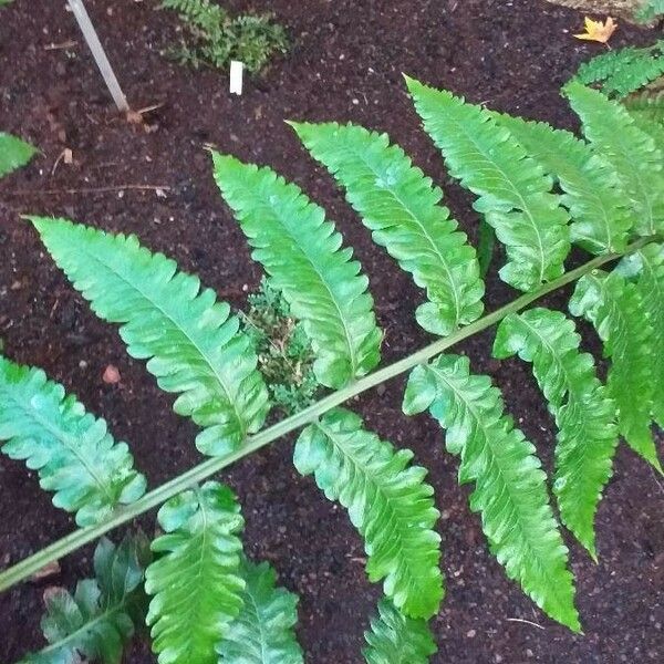 Simple-Leaf False Spleenwort (Deparia Lancea) Care Guide: Water, Soil ...