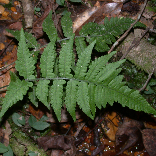Petersen's-Spleenwort (Deparia Petersenii) Plant Care & How to Grow, Water