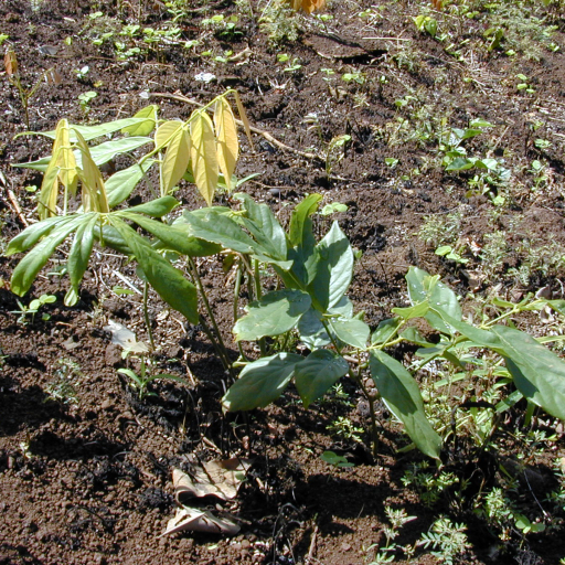 Tobbhâ (Derris Elliptica) Plant Care & How to Grow, Water