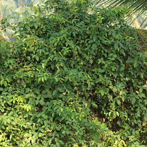 Three-leaf Derris (Derris Trifoliata) Plant Care & How to Grow, Water