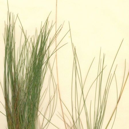 Bog Hair Grass (Deschampsia Setacea) Plant Care & How to Grow, Water