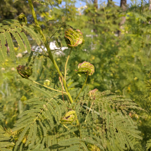 Illinois Bundle-Flower (Desmanthus Illinoensis) Plant Care & How to ...