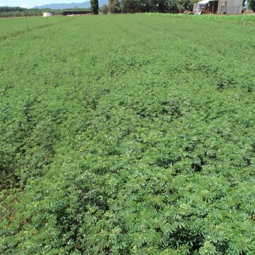 Wild Tantan (Desmanthus Virgatus) Plant Care & How to Grow, Water