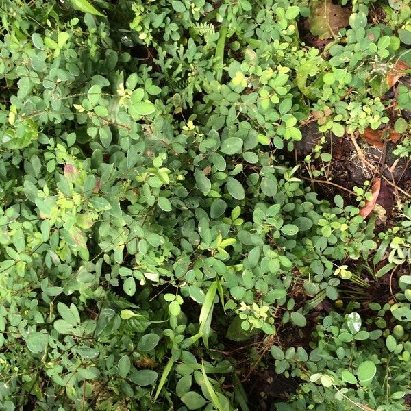 Strongback (Desmodium Adscendens) Plant Care & How to Grow, Water