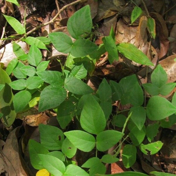 Amor Seco (Desmodium Affine) Care Guide: Water, Soil & Propagation ...