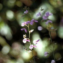 Hoary Tick Trefoil (Desmodium Canescens) Plant Care & How to Grow, Water