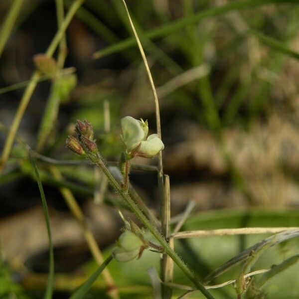 Desmodium Distortum Plant Care & How to Grow, Water