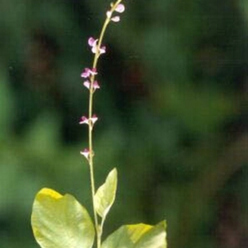 Salparni (Desmodium Gangeticum) Plant Care & How to Grow, Water