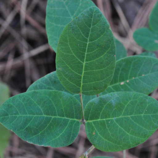 Dillenius' Ticktrefoil (Desmodium Glabellum) Plant Care & How to Grow ...