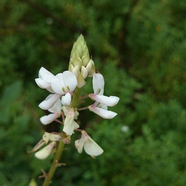 Lindheimer's Ticktrefoil (Desmodium Lindheimeri) Plant Care & How to ...