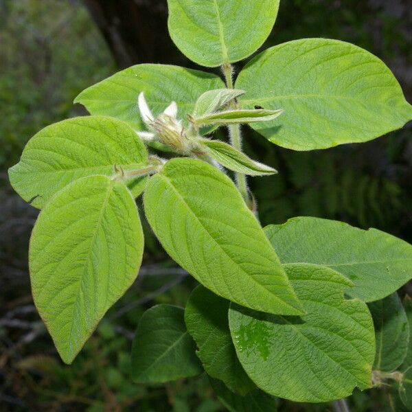 Desmodium Maxonii Plant Care & How to Grow, Water