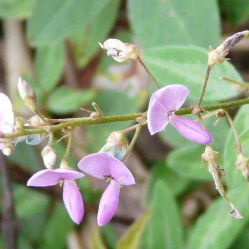 Panicledleaf Ticktrefoil (Desmodium Paniculatum) Plant Care & How to ...