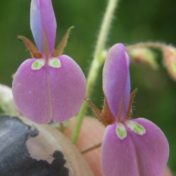 Western Trailing Ticktrefoil (Desmodium Procumbens) Plant Care & How to ...