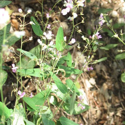 Simpleleaf Ticktrefoil (Desmodium Psilophyllum) Plant Care & How to ...