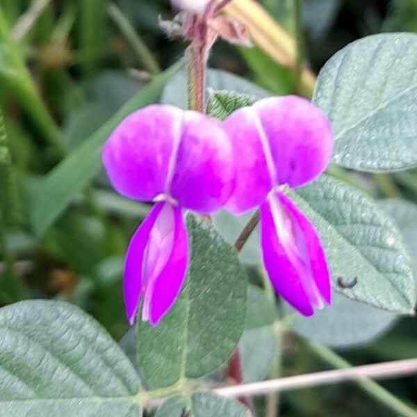 Desmodium Subsericeum Plant Care & How to Grow, Water