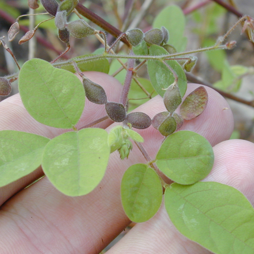 Florida Beggar Weed (Desmodium Tortuosum) Plant Care & How to Grow, Water
