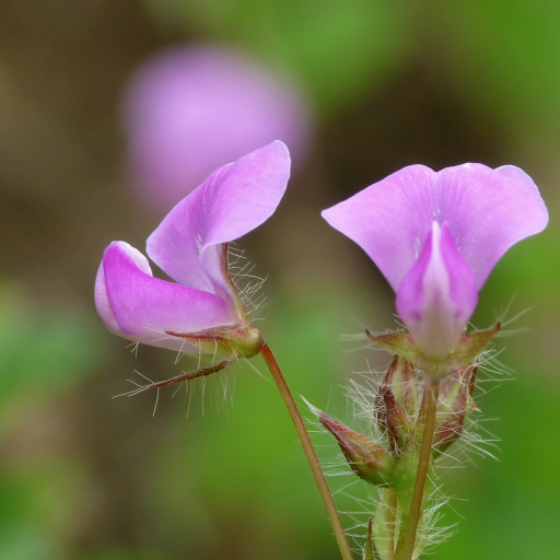 Threeflower Ticktrefoil (Desmodium Triflorum) Plant Care & How to Grow ...