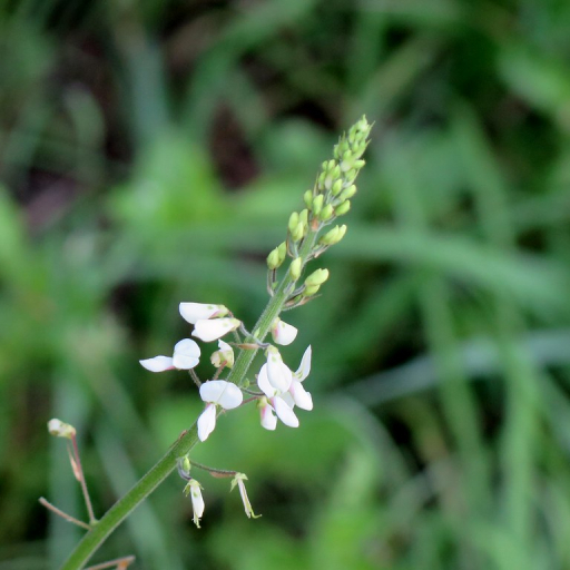 Tweedy's Tick Clover (Desmodium Tweedyi) Plant Care & How to Grow, Water
